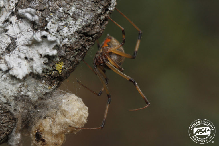 Brown Button Spider - African Snakebite Institute