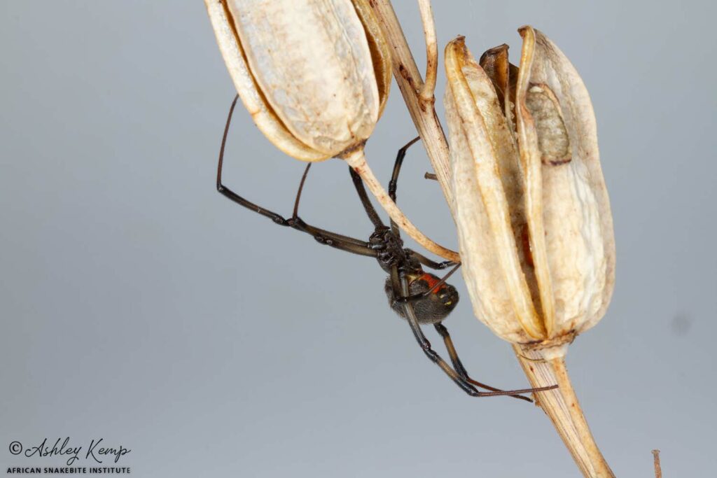 Brown Button Spider - African Snakebite Institute