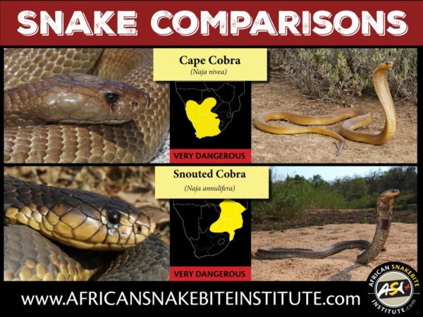 Snake Comparison - Cape Cobra vs Snouted Cobra - African Snakebite ...