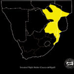 Snouted Night Adder - African Snakebite Institute