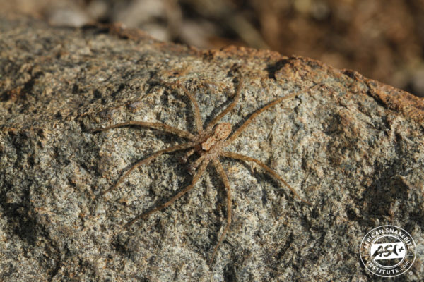 Common Wall Spider - African Snakebite Institute