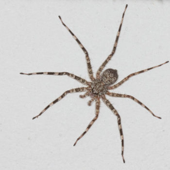 Common Wall Spider - African Snakebite Institute