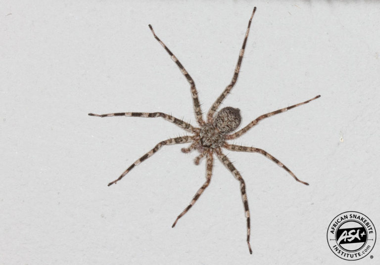 Spiders - African Snakebite Institute