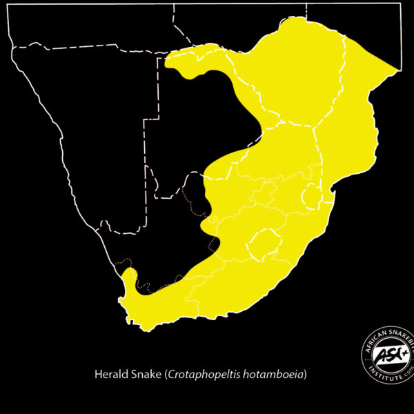 Herald or Red-lipped Snake - African Snakebite Institute