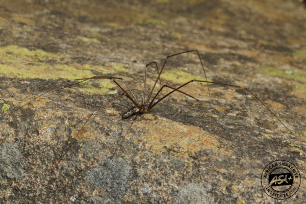 Daddy Long-Legs Spider - African Snakebite Institute