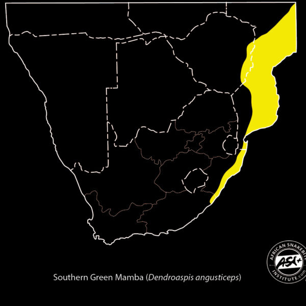 Green Mamba - African Snakebite Institute