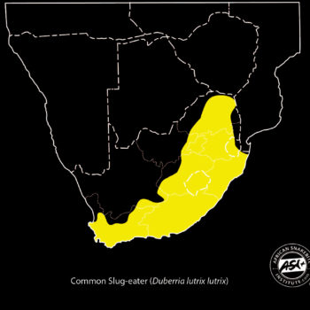 Common Slug-eater - African Snakebite Institute