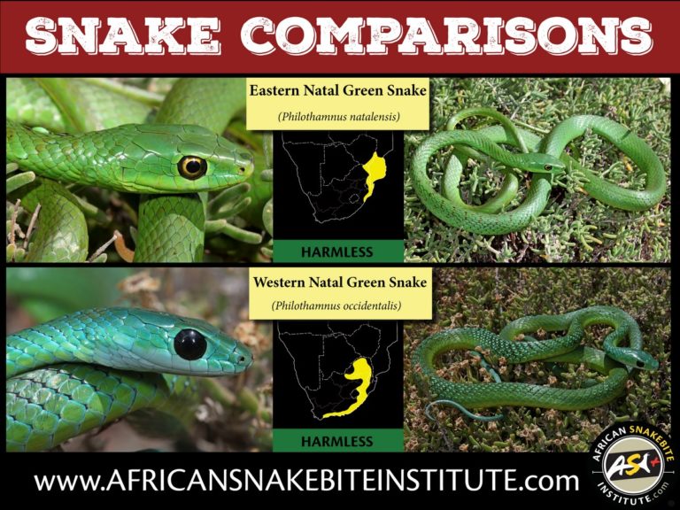 Snake Comparison - Eastern Natal Green Snake vs Western Natal Green ...