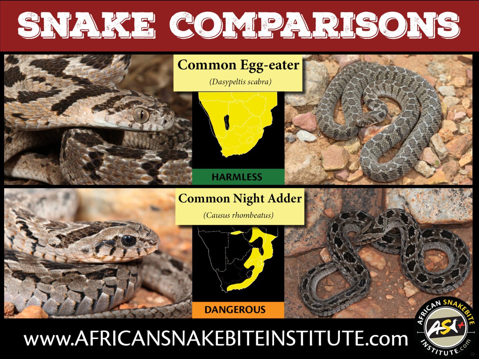 Snake Comparison - Common Egg-eater vs Common Night Adder - African ...