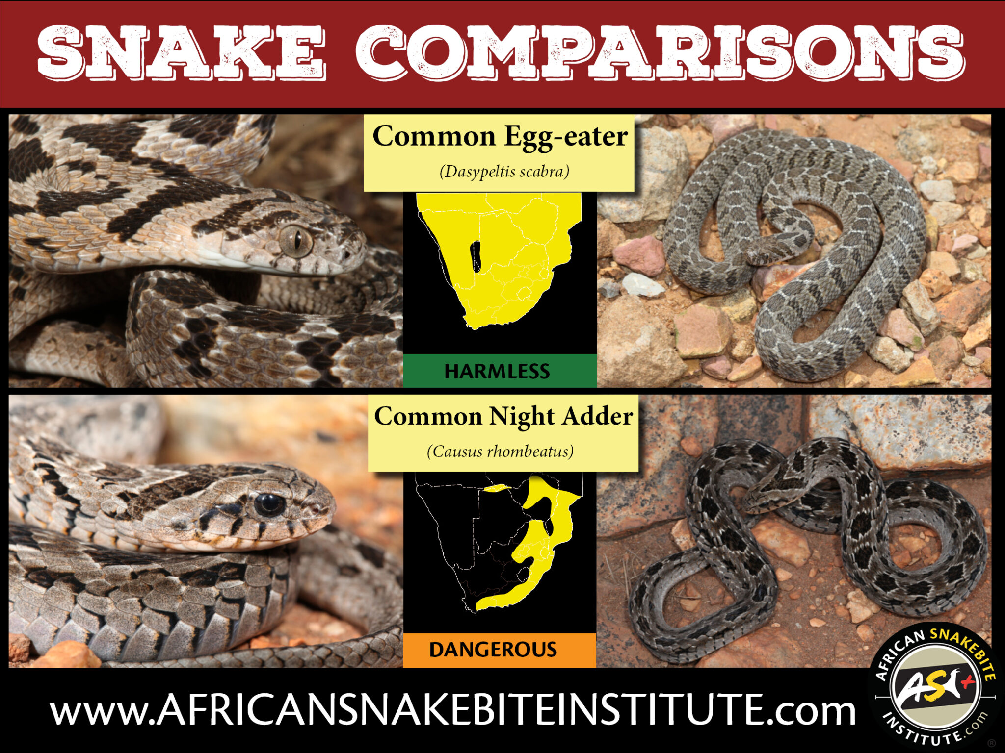 Snake Comparison - Common Egg-eater vs Common Night Adder - African ...