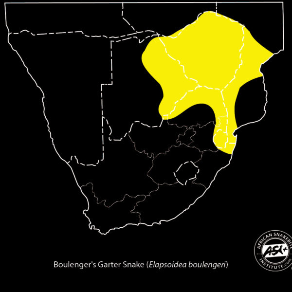 Boulenger's Garter Snake - African Snakebite Institute