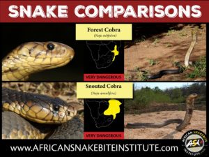 Snake Comparison - Forest Cobra vs Snouted Cobra - African Snakebite ...