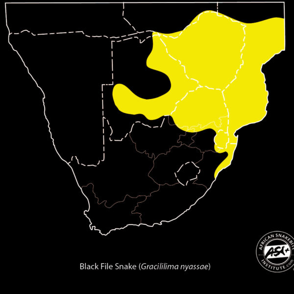 Black File Snake - African Snakebite Institute