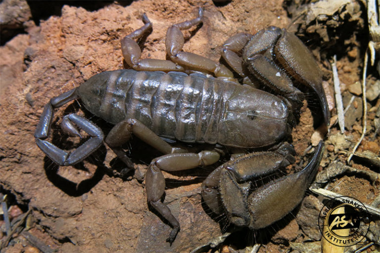 Giant Rock Scorpion - African Snakebite Institute