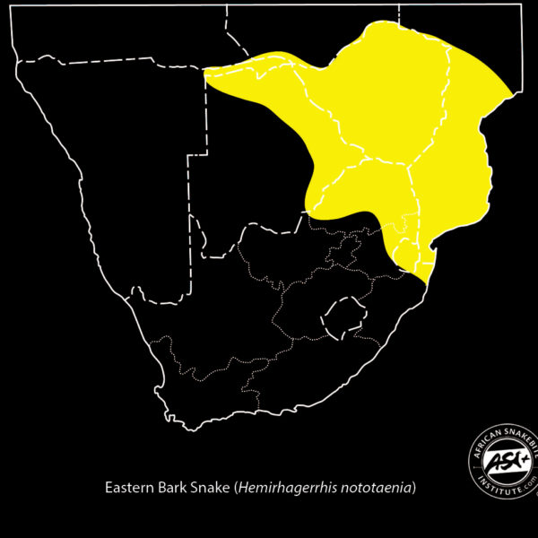 Eastern Bark Snake - African Snakebite Institute