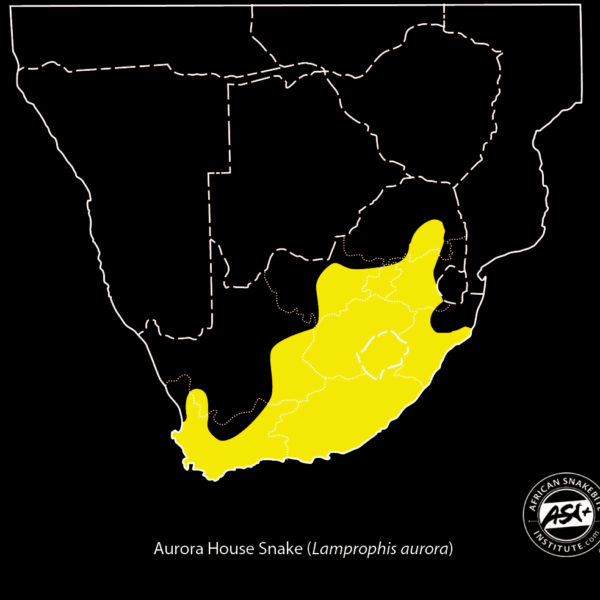 Aurora House Snake - African Snakebite Institute