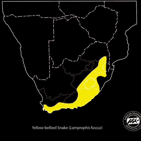 Yellow-bellied House Snake - African Snakebite Institute