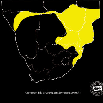 Common File Snake - African Snakebite Institute