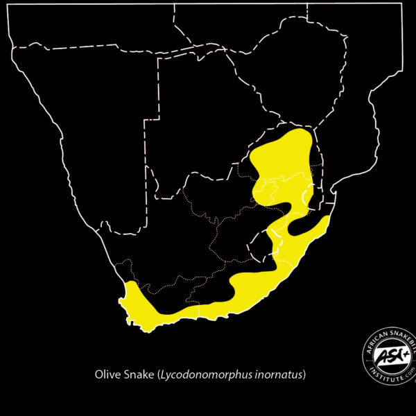 Olive Snake - African Snakebite Institute