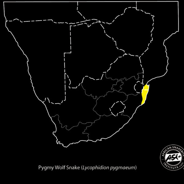 Pygmy Wolf Snake - African Snakebite Institute