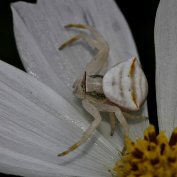 Spiders - African Snakebite Institute