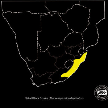 Natal Black Snake - African Snakebite Institute