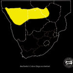 Anchieta’s Cobra - African Snakebite Institute