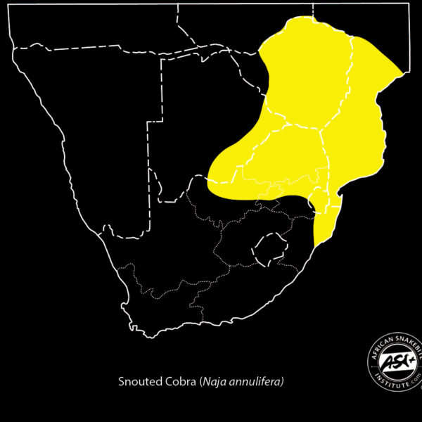 Snouted Cobra - African Snakebite Institute