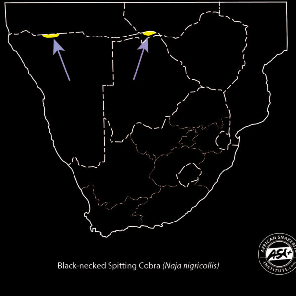 Black-necked Spitting Cobra - African Snakebite Institute