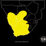 Cape Cobra - African Snakebite Institute