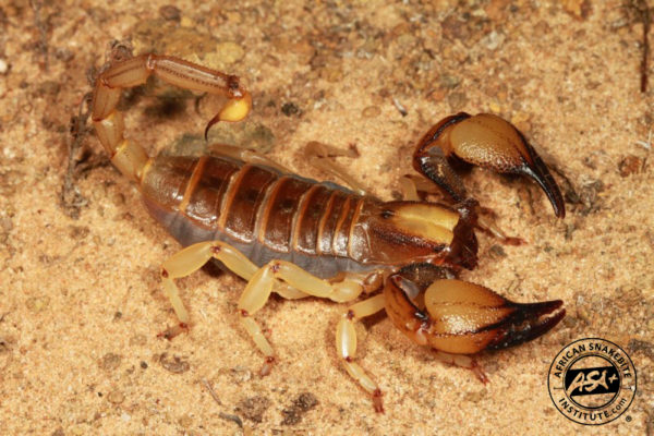 Cape Burrower - African Snakebite Institute