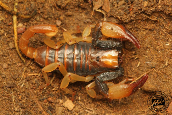Karoo Burrower - African Snakebite Institute