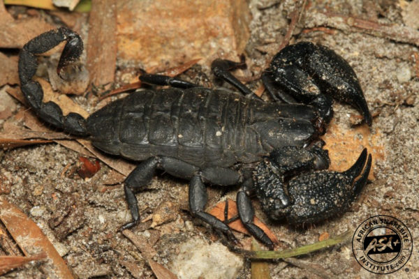 Cape Creeper - African Snakebite Institute