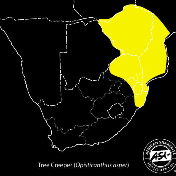 Tree Creeper - African Snakebite Institute