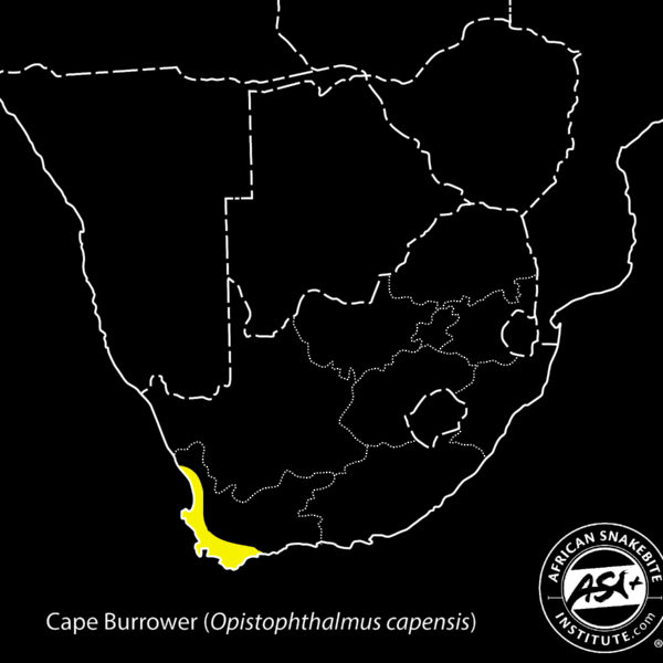Cape Burrower - African Snakebite Institute