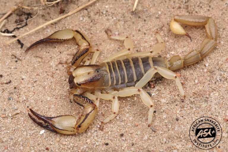 Scorpions - African Snakebite Institute