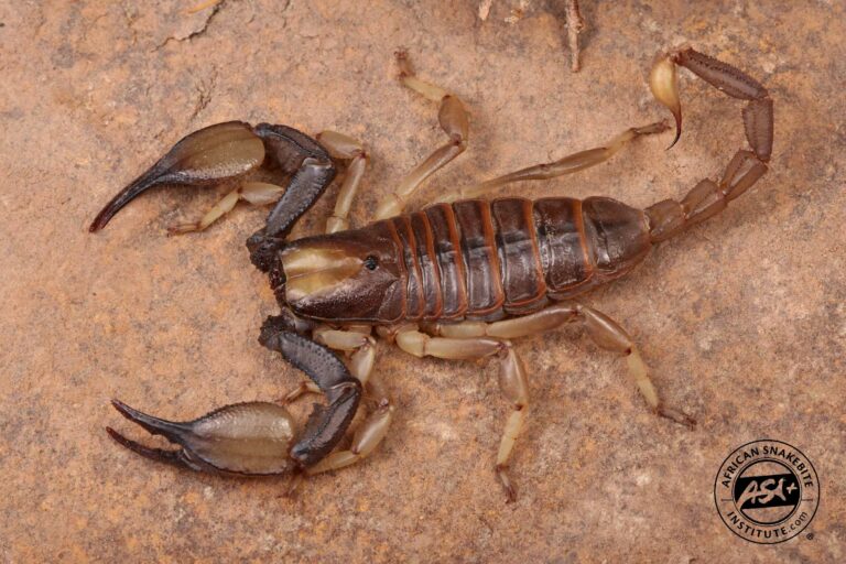 Scorpions - African Snakebite Institute