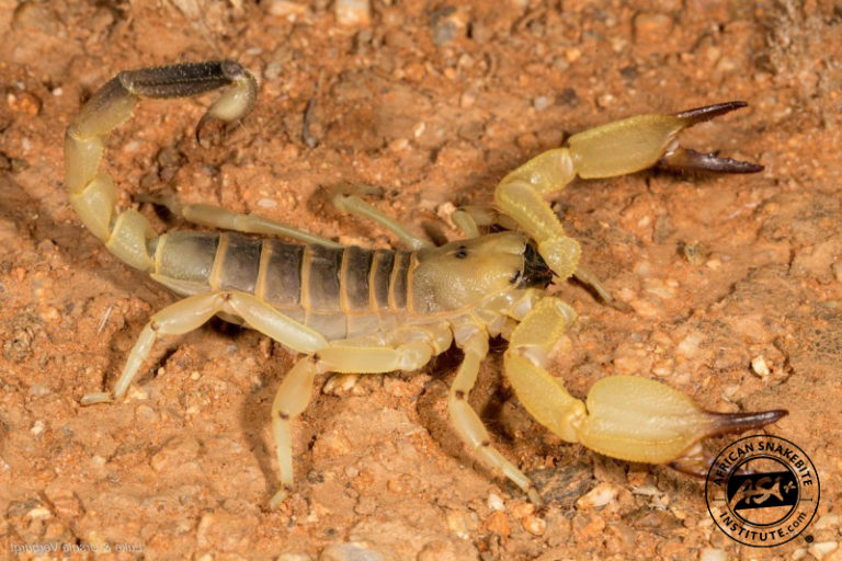 Kalahari Burrower - African Snakebite Institute