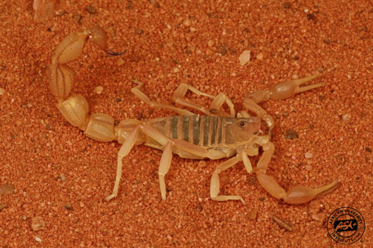 Mozambique Thicktail Scorpion - African Snakebite Institute
