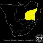 Transvaal Thicktail Scorpion - African Snakebite Institute