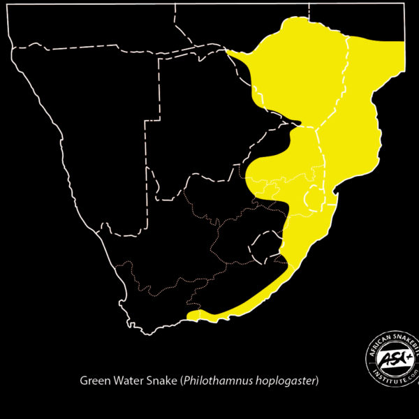 Green Water Snake - African Snakebite Institute