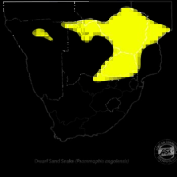 Dwarf Sand Snake - African Snakebite Institute