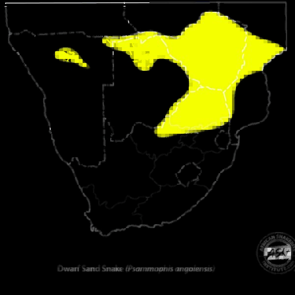 Dwarf Sand Snake - African Snakebite Institute