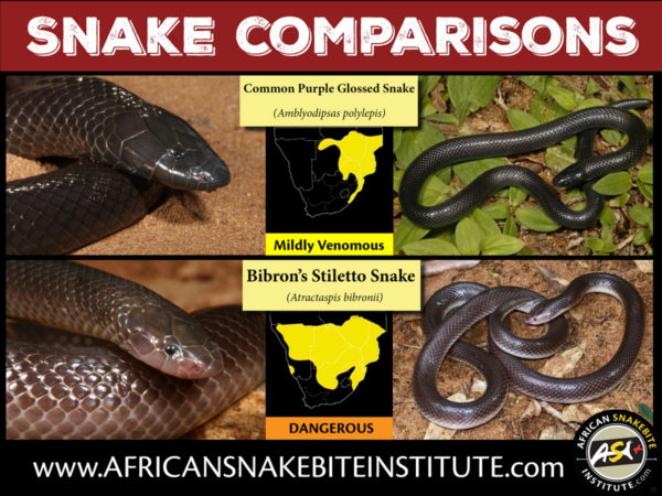 Snake Comparison - Common Purple Glossed Snake vs Bibron's Stiletto ...