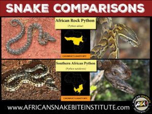 Snake Comparison - African Rock Python vs Southern African Python ...