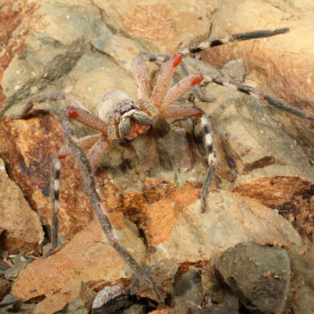 Rain Spider - African Snakebite Institute
