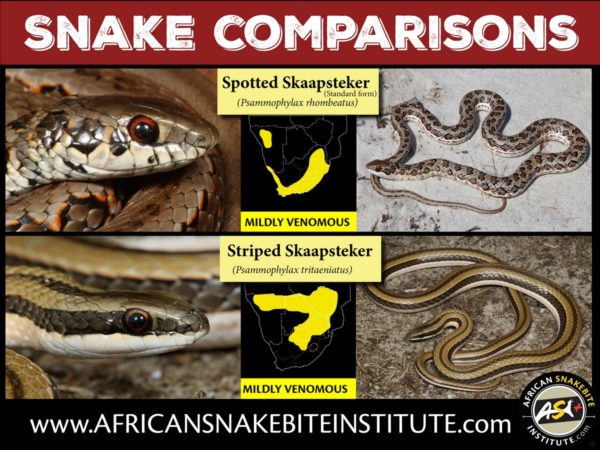 Snake Comparison - Spotted Skaapsteker vs Striped Skaapsteker - African ...