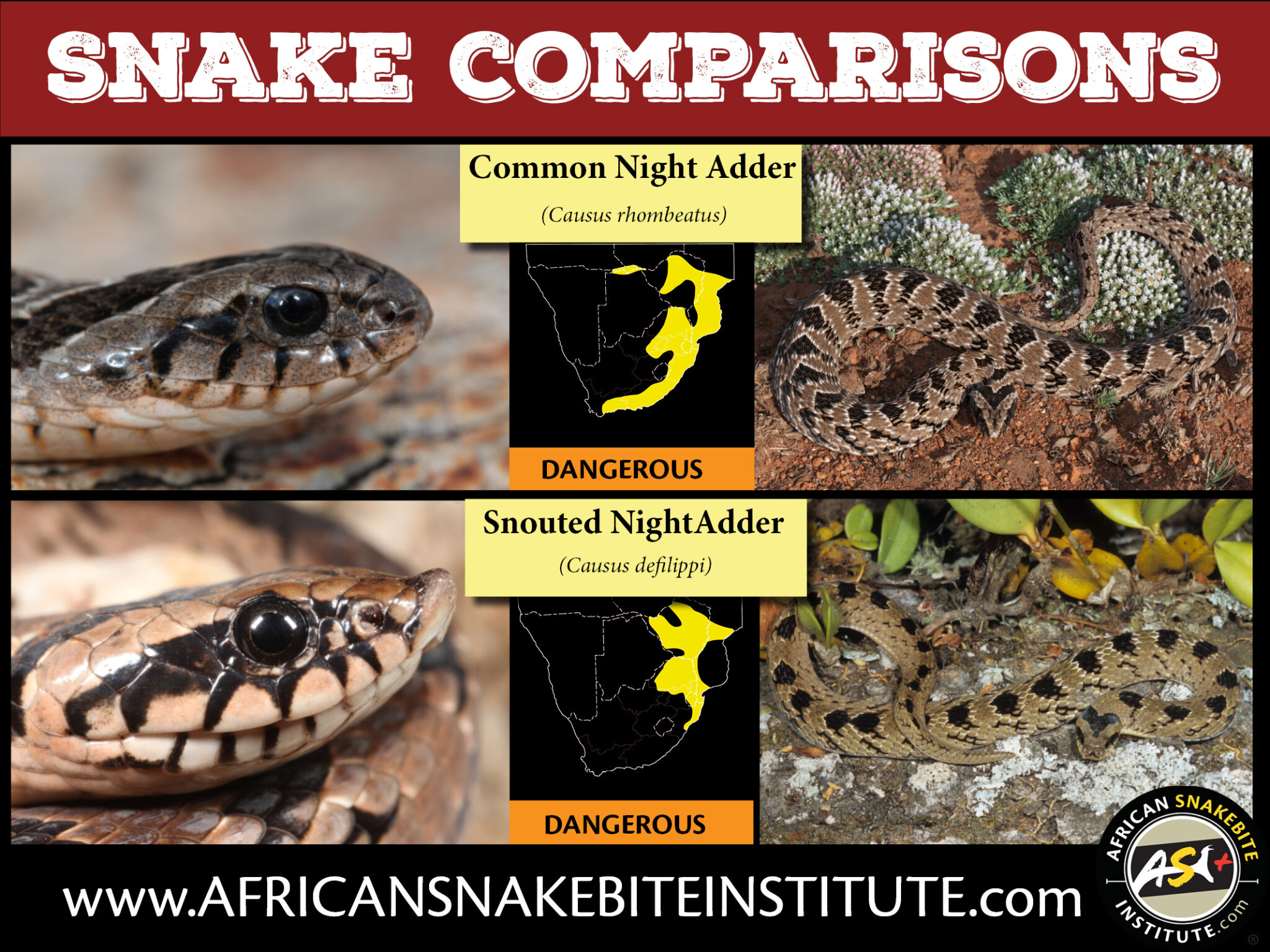 Snake Comparison - Common Night Adder vs Snouted Night Adder - African ...
