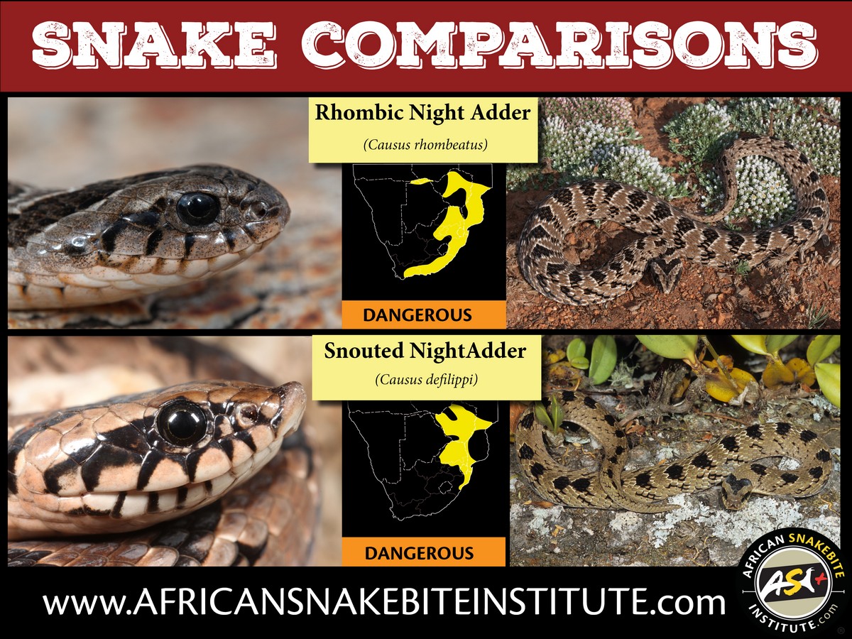 Snake Comparison - Rhombic Night Adder vs Snouted Night Adder - African ...