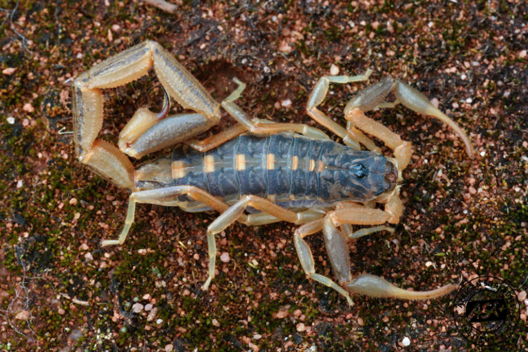 Highveld Lesser-Thicktail Scorpion - African Snakebite Institute